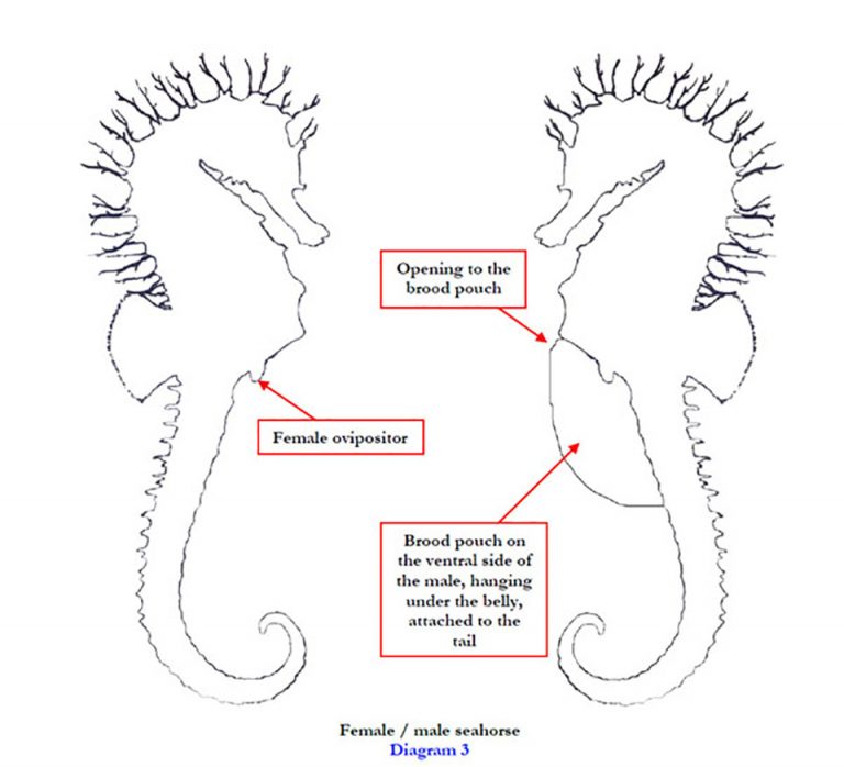 Seahorse morphometry - Hippocampus Marine Institute : Hippocampus ...