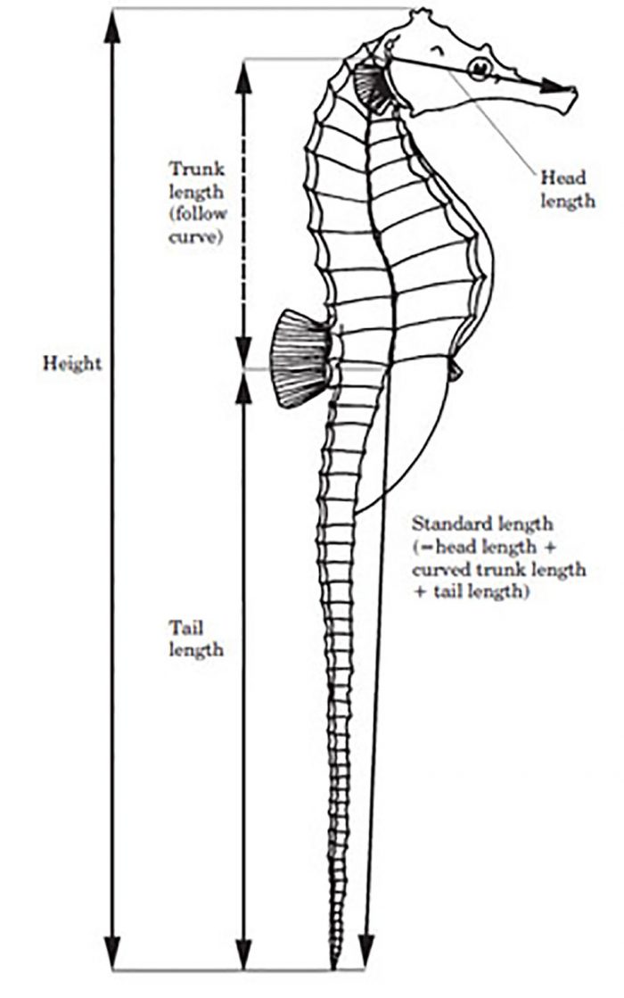 Seahorse morphometry - Hippocampus Marine Institute : Hippocampus ...